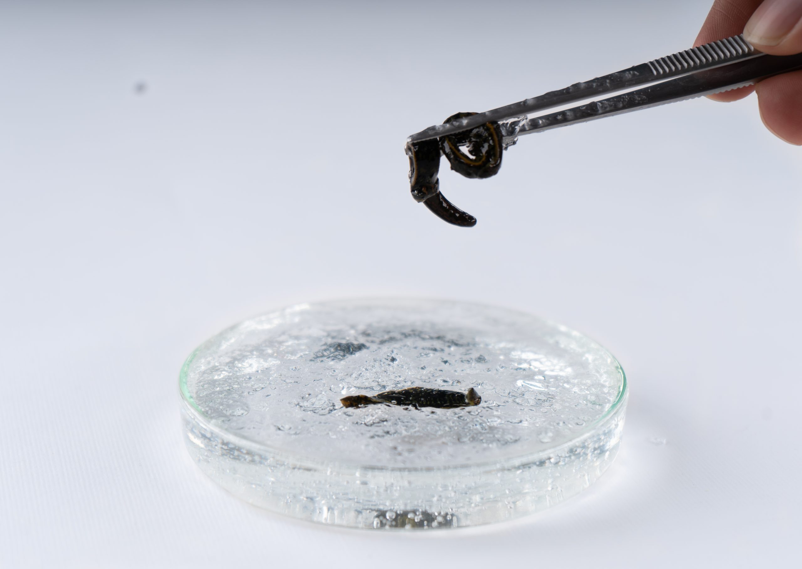 Leech survival environment - شرکت هم اندیشان اِویَن تاک